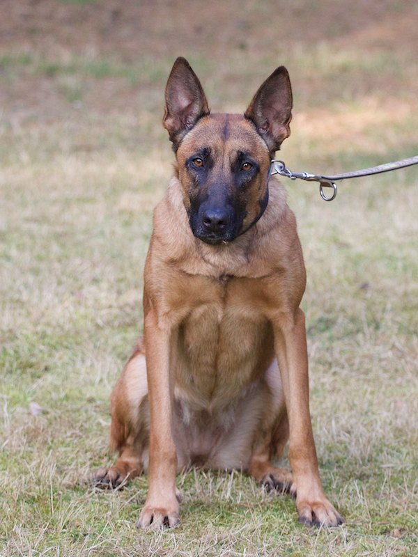 Mali (Malinois Hündin) - Zuhause gefunden - Verlassene-Pfoten.de
