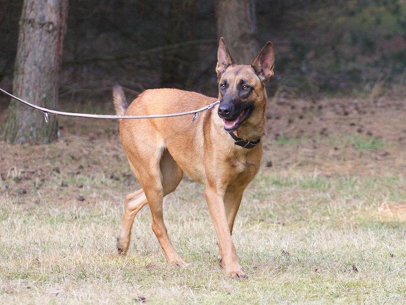 Mali (Malinois Hündin) - Zuhause gefunden - Verlassene-Pfoten.de